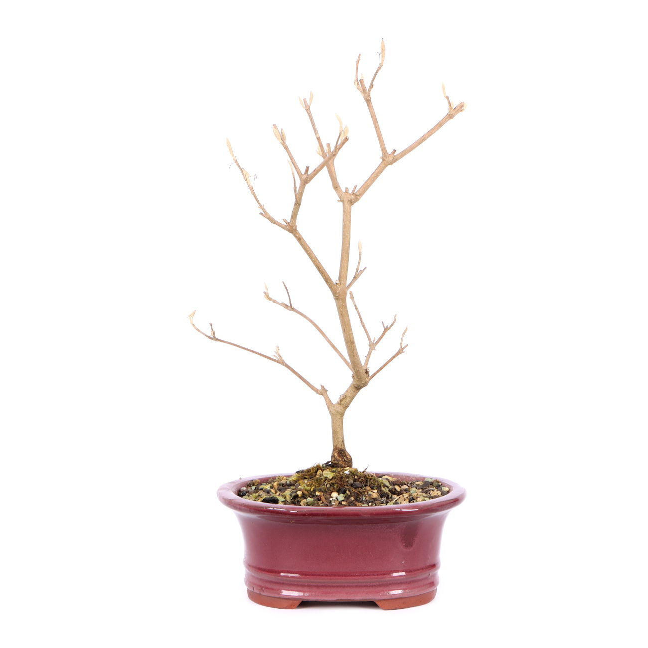 Callicarpa japonica 'Leucocarpa' | 1885-K-25-1291