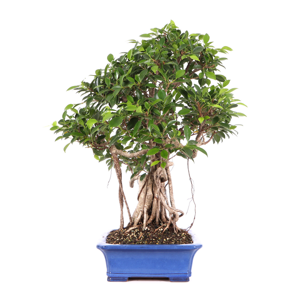 Ficus microcarpa 'Tiger Bark' | 1084-K-25-2121
