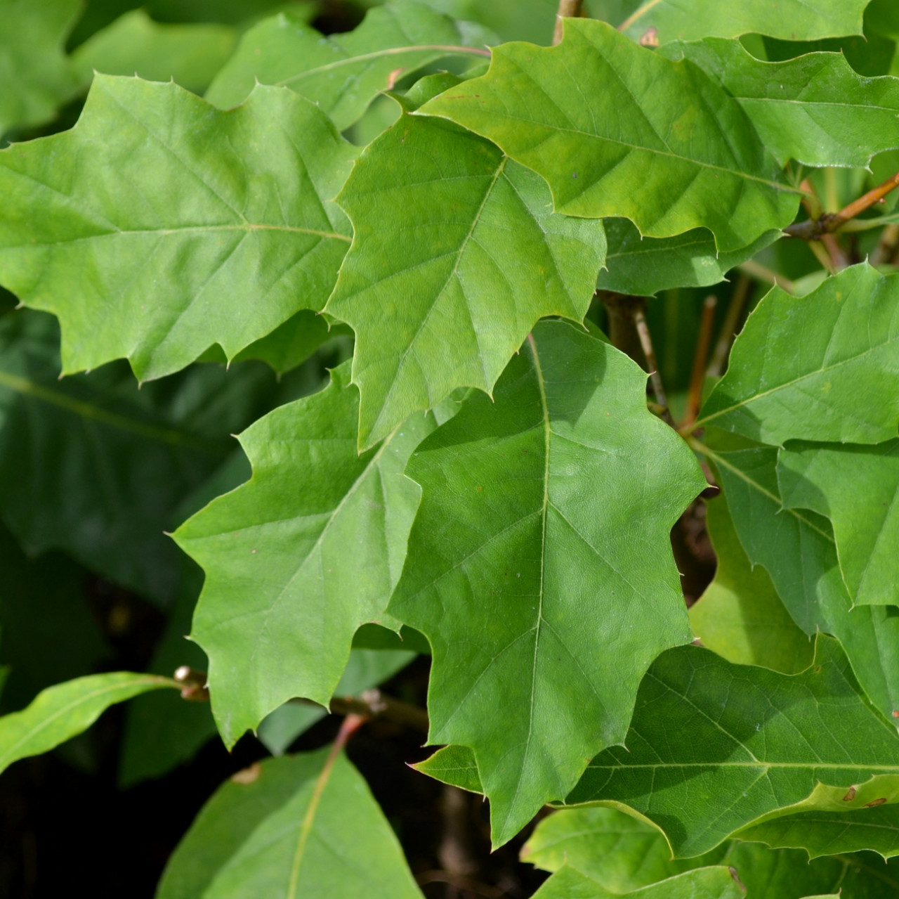 Quercus rubra | 1717-03-T