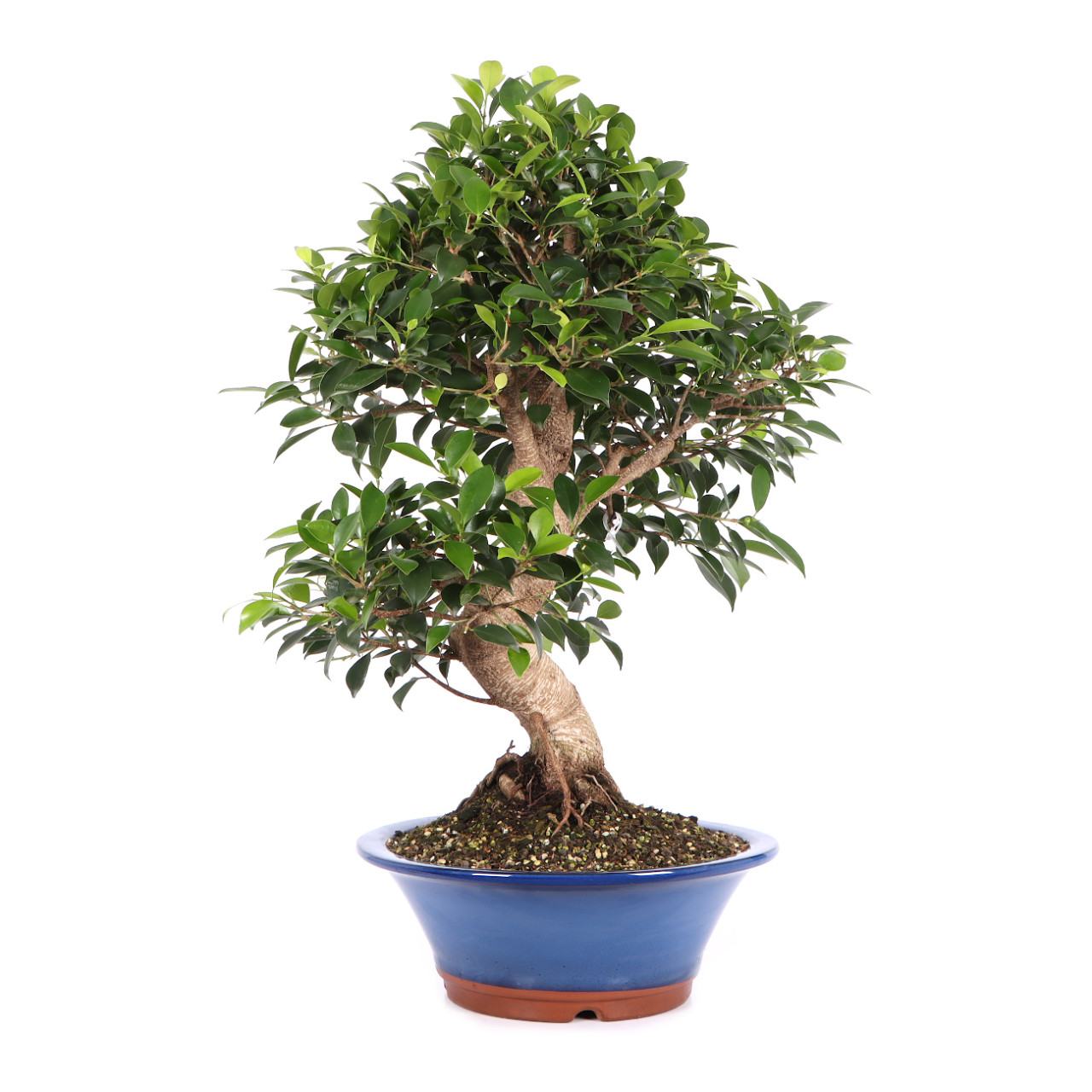 Ficus microcarpa 'Tiger Bark' | 1084-K-25-2242