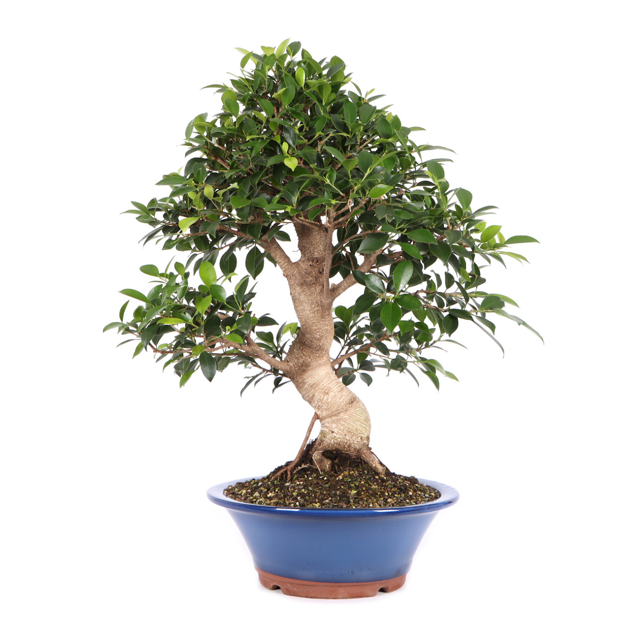 Ficus microcarpa 'Tiger Bark' | 1084-K-25-2242