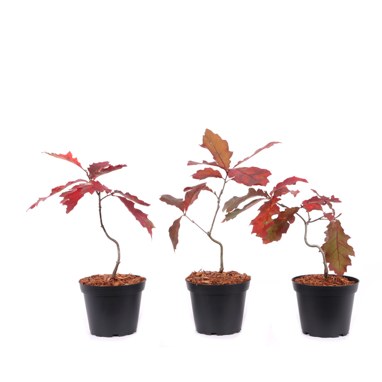 Quercus rubra | 1717-03-T