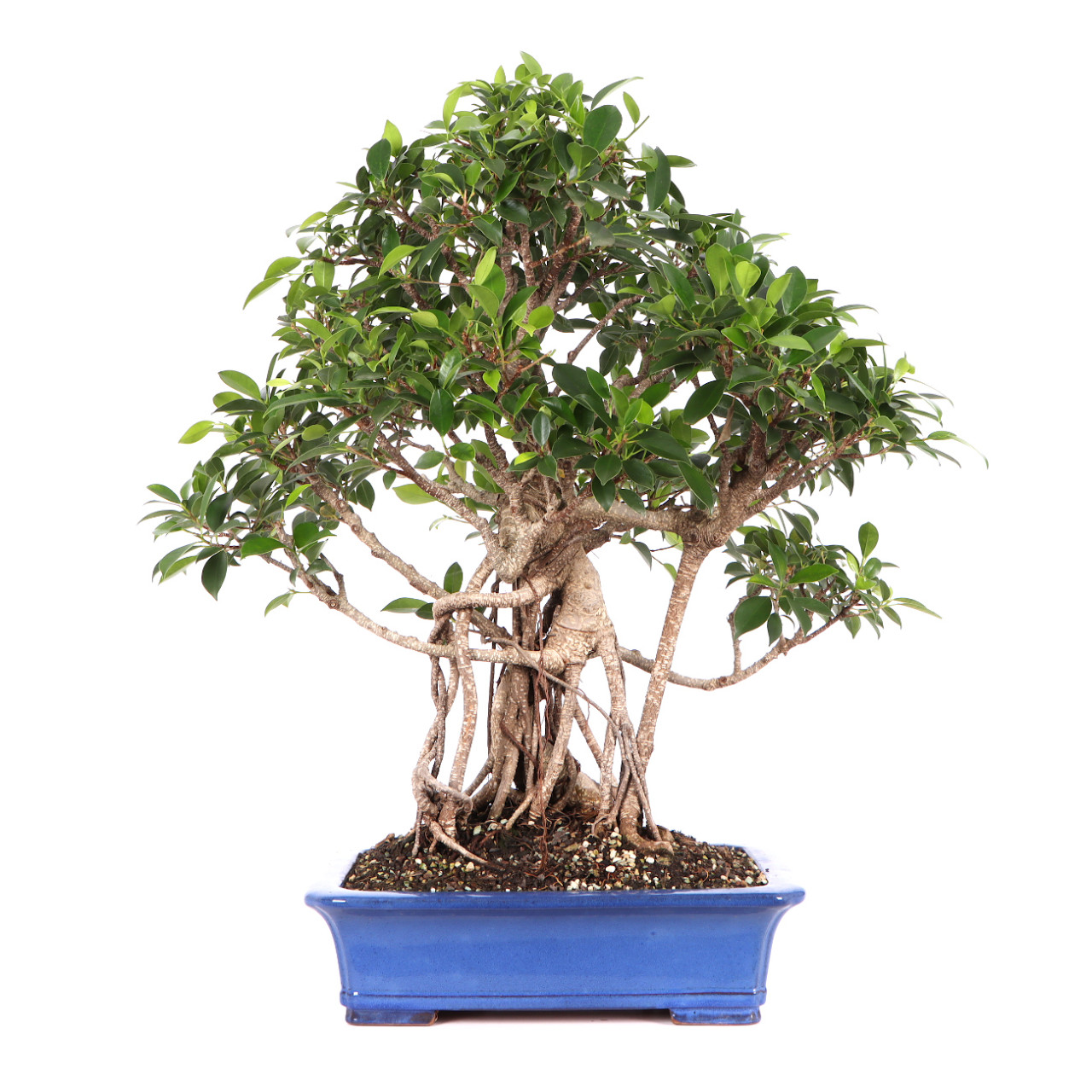 Ficus microcarpa 'Tiger Bark' | 1084-K-25-2121