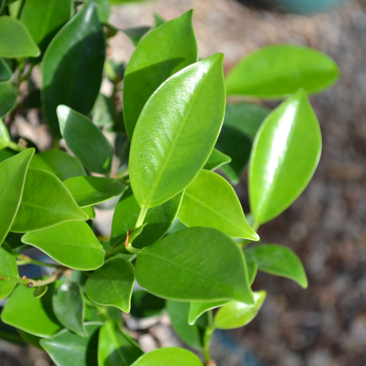 Ficus microcarpa 'Tiger Bark' | 1084-K-25-2242