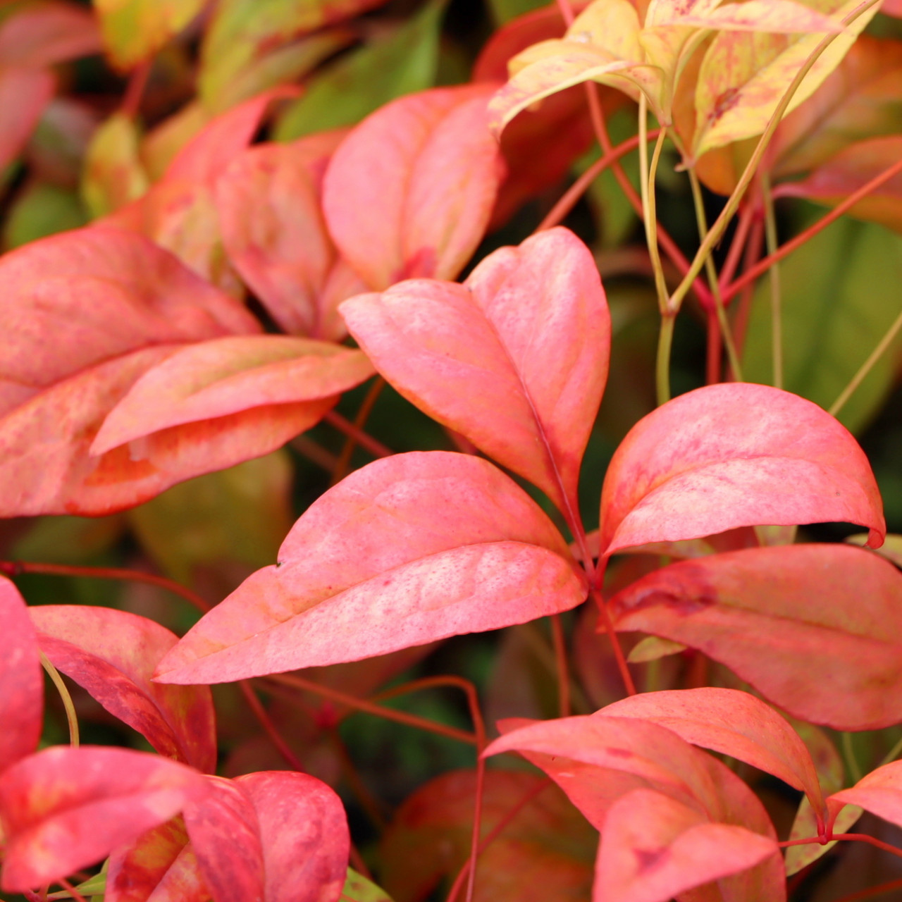 Nandina domestica 'Fire Power' | 1186-K-25-3695