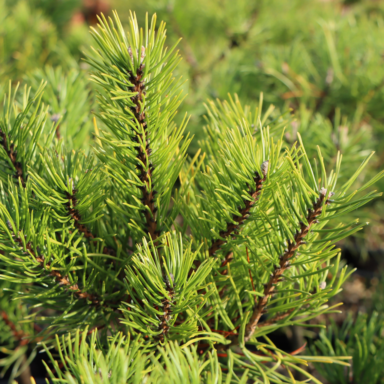 Pinus mugo subsp. uncinata | 1805-P-25-1167