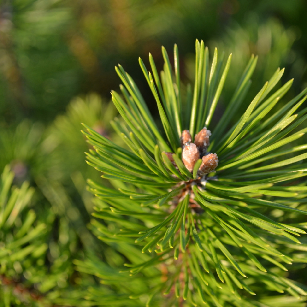 Pinus mugo subsp. uncinata | 1805-P-25-1167