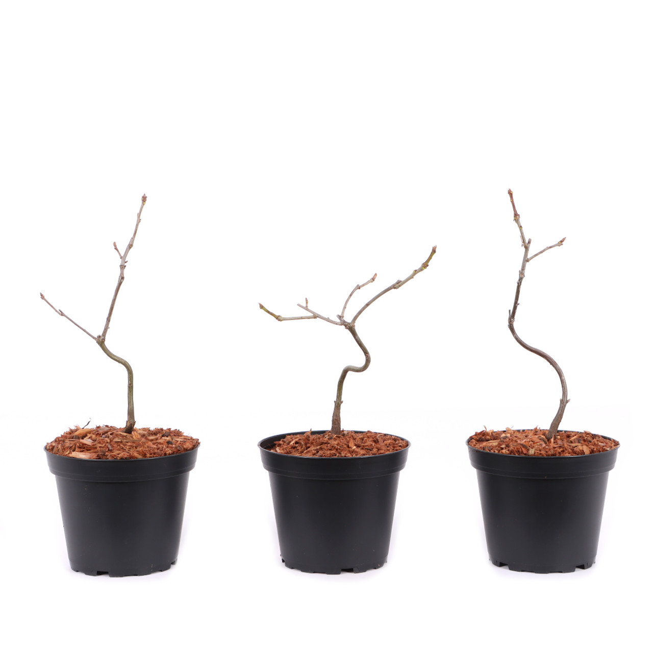 Quercus rubra | 1717-03-T