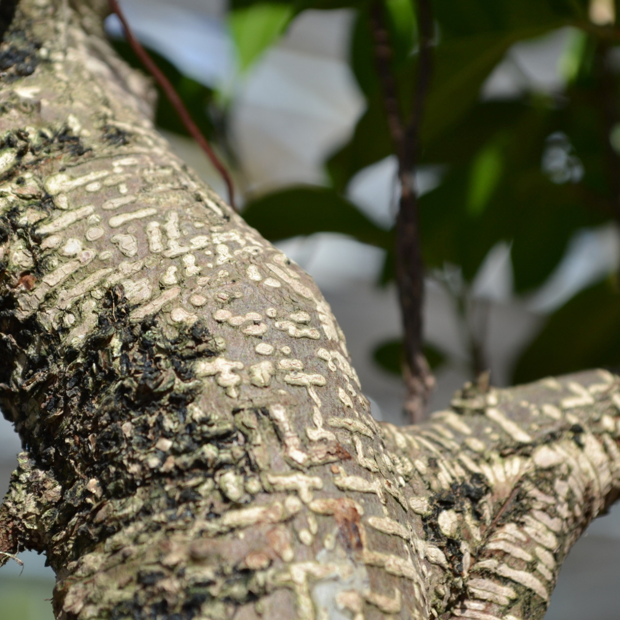 Ficus microcarpa 'Tiger Bark' | 1084-K-26-0174