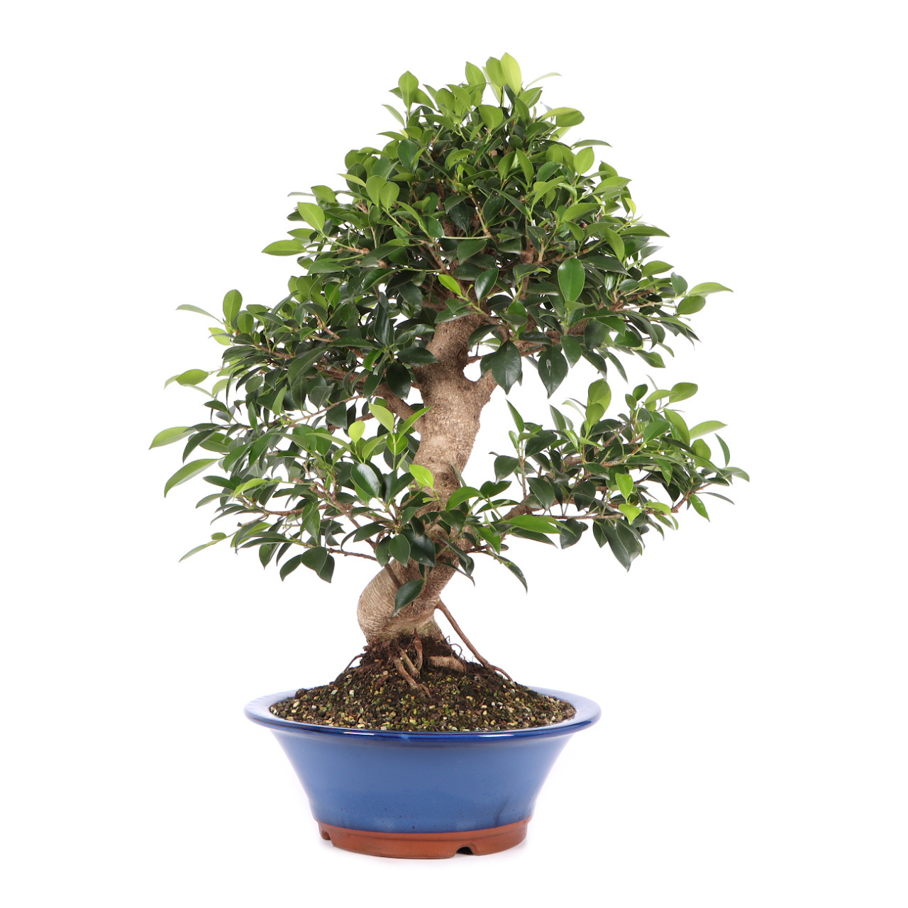 Ficus microcarpa 'Tiger Bark' | 1084-K-25-2242